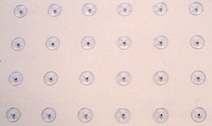 Product: XL22 standard DD underlay